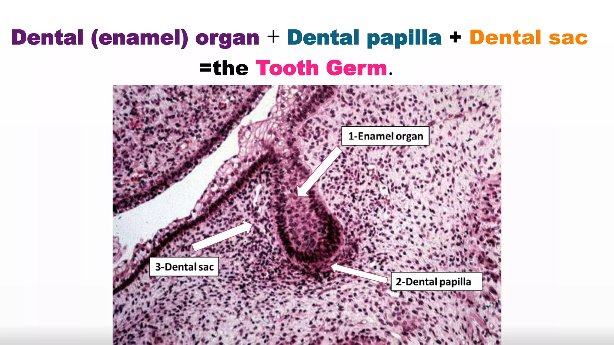 Tooth development 1 | PPTX