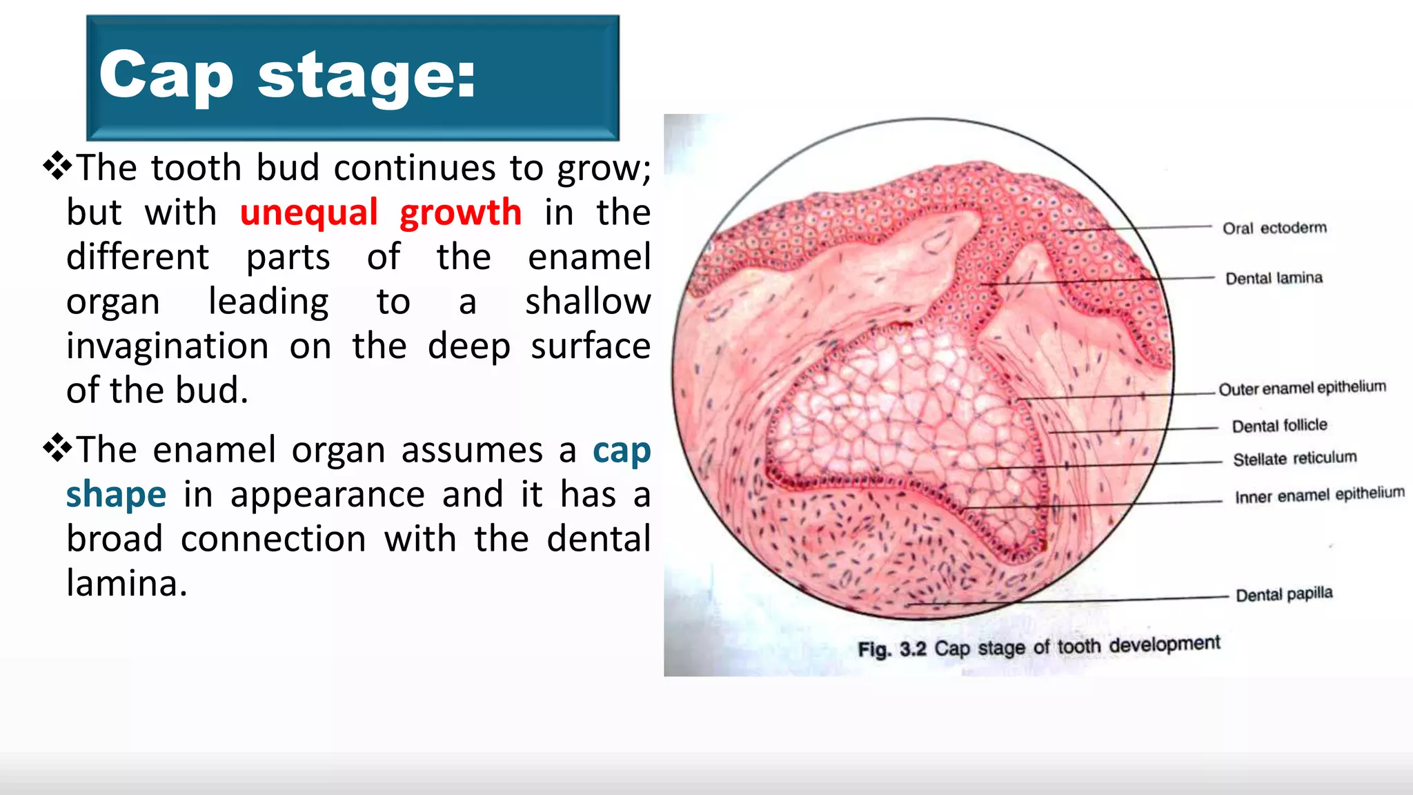 Tooth development 1 | PPTX