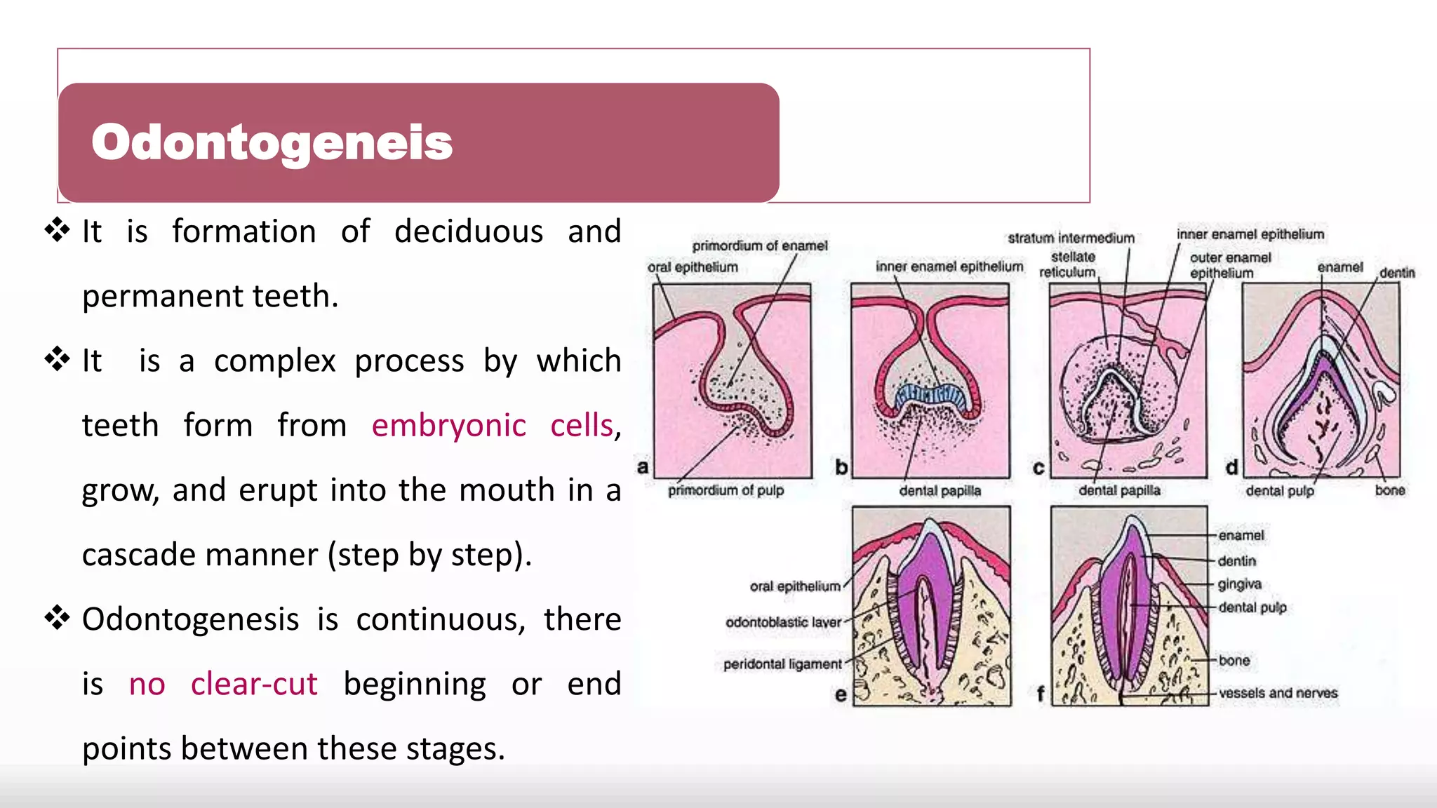 Tooth development 1 | PPTX