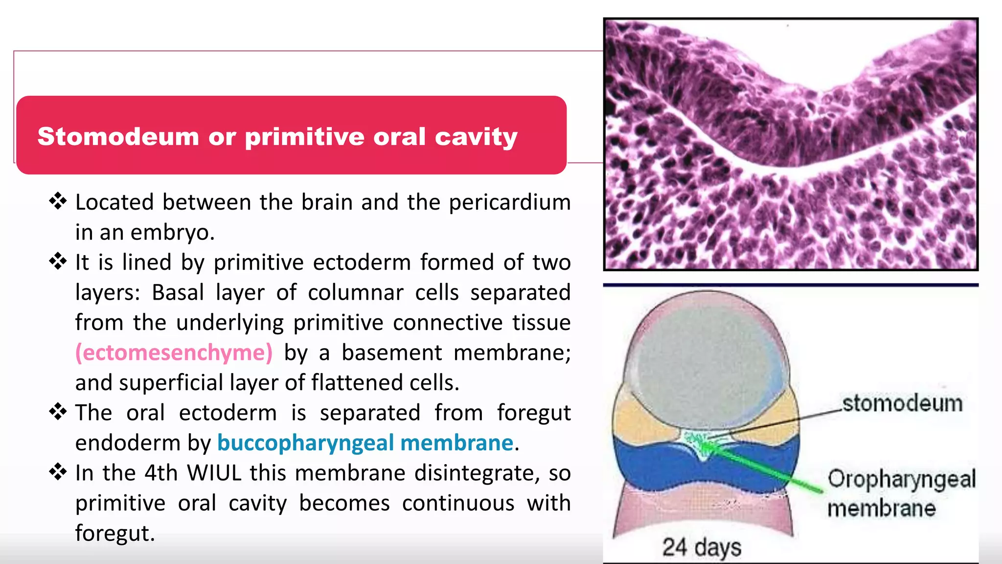 Tooth development 1 | PPTX