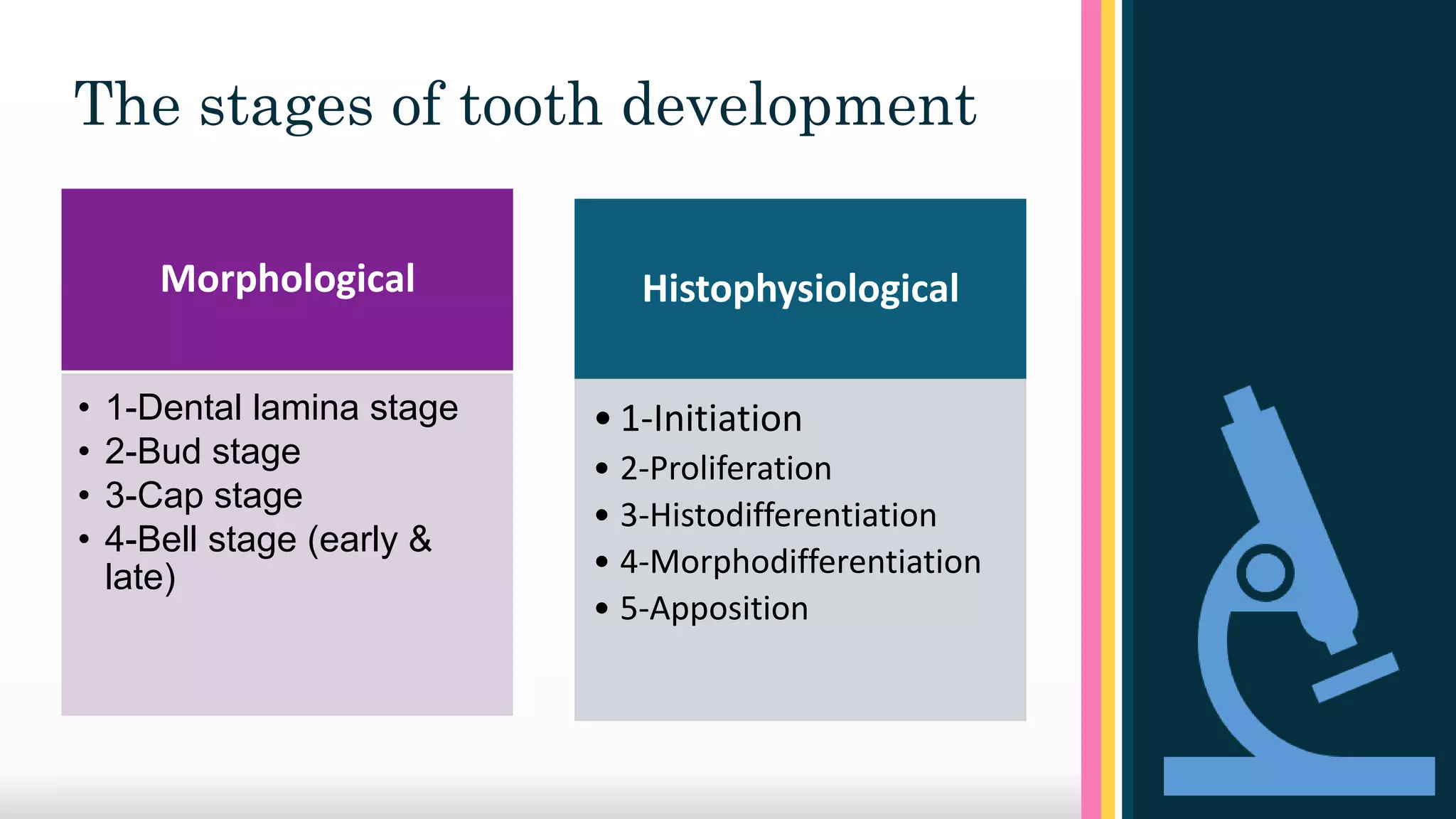Tooth development 1 | PPTX