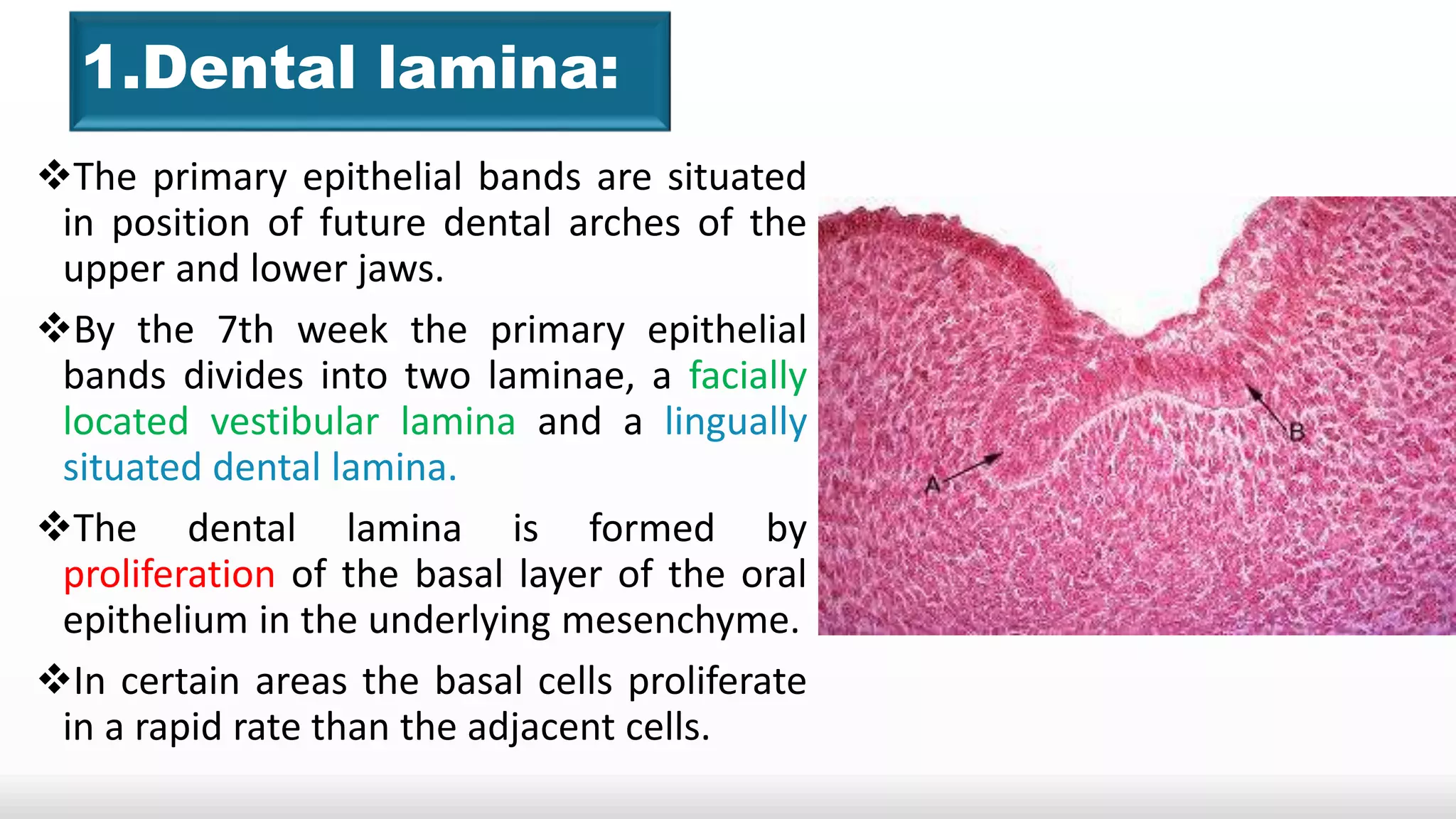 Tooth development 1 | PPTX