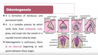Tooth development 1 | PPTX