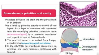 Tooth development 1 | PPTX