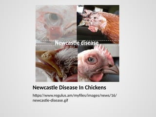 Serological evidence of Newcastle disease.pptx