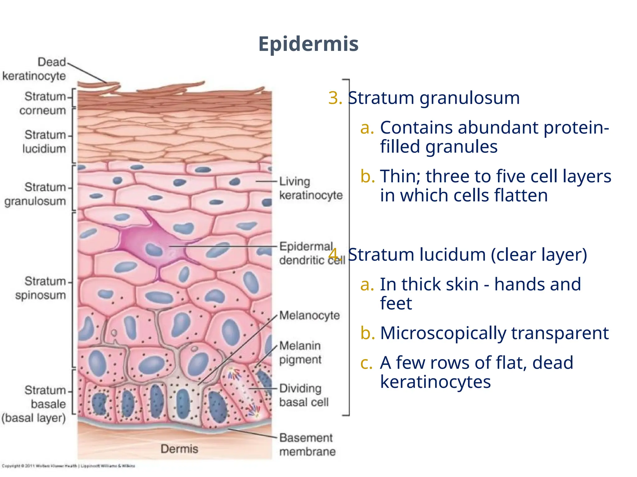 NURS1108_Lecture_4_-_Integumentary[1].pptx