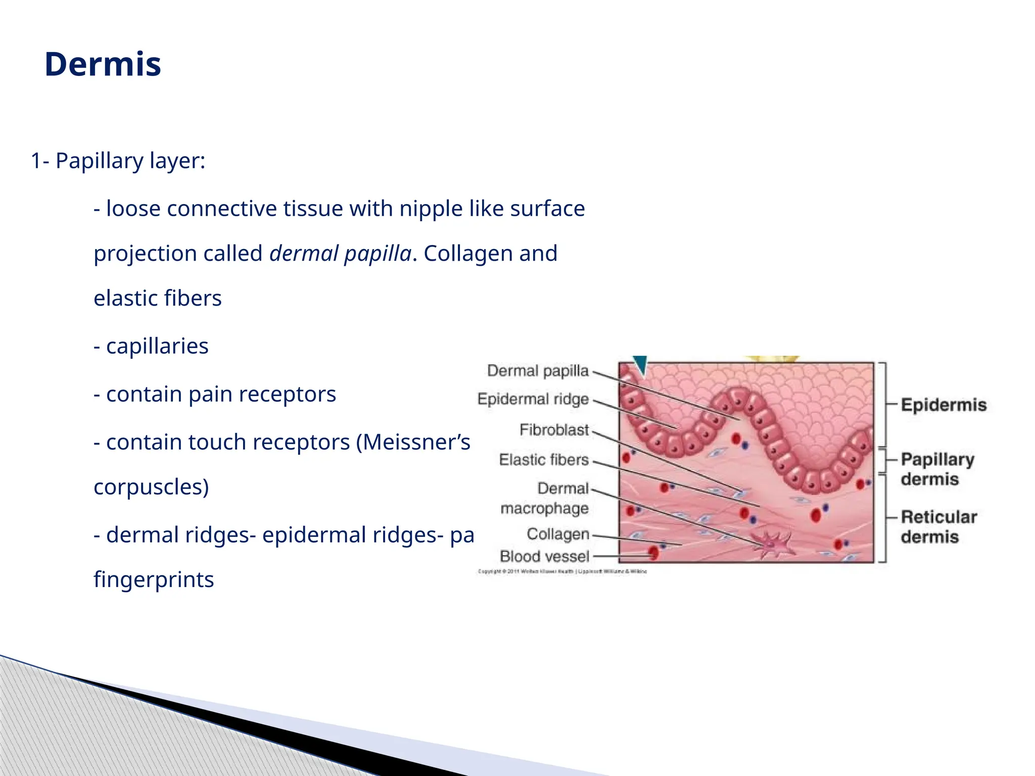 NURS1108_Lecture_4_-_Integumentary[1].pptx
