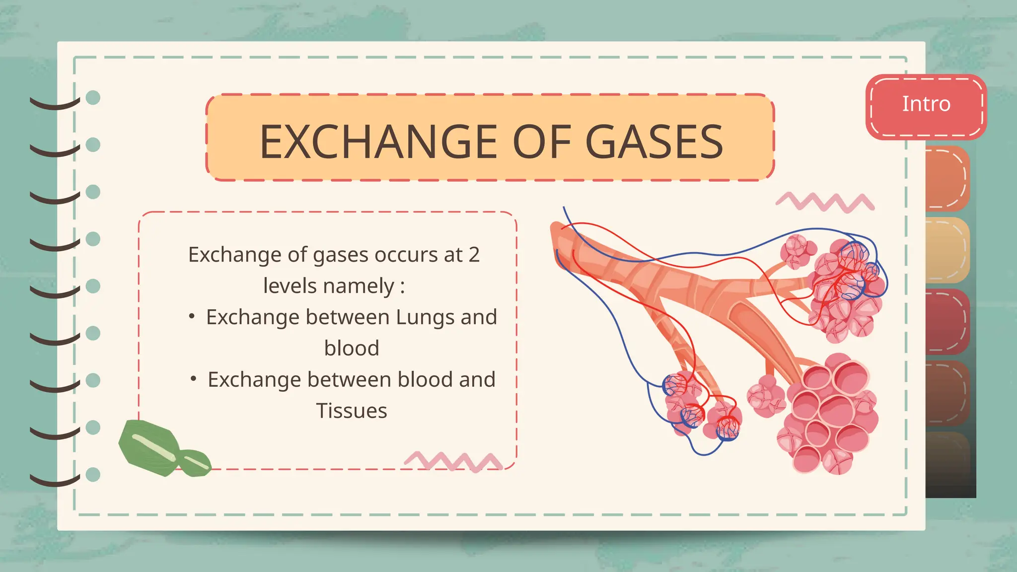 Exchange of gases - Transport of oxygen and carbondioxide | PPTX