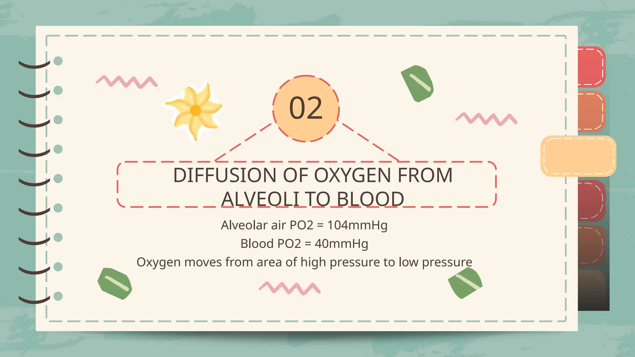 Exchange of gases - Transport of oxygen and carbondioxide | PPTX