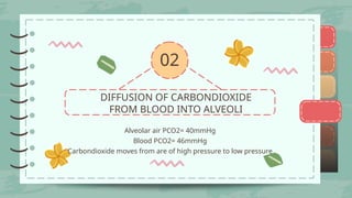 Exchange of gases - Transport of oxygen and carbondioxide | PPTX