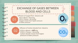 Exchange of gases - Transport of oxygen and carbondioxide | PPTX