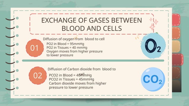Exchange of gases - Transport of oxygen and carbondioxide | PPT