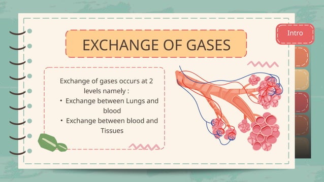 Exchange of gases - Transport of oxygen and carbondioxide | PPT