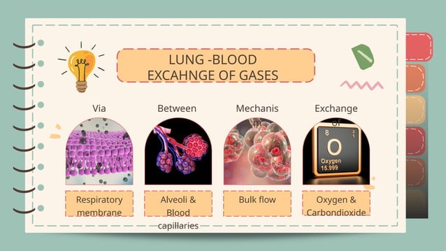Exchange of gases - Transport of oxygen and carbondioxide | PPT