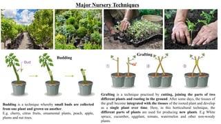 An Introduction to Nursery and It's Types | PPTX