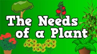 Needs of Plants | PPTX | Gardening | Home & Garden