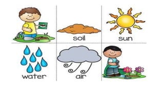 Needs of Plants | PPTX | Gardening | Home & Garden