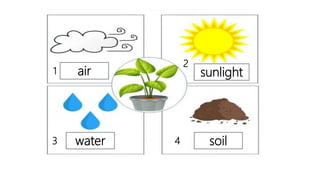 Needs of Plants | PPTX | Gardening | Home & Garden