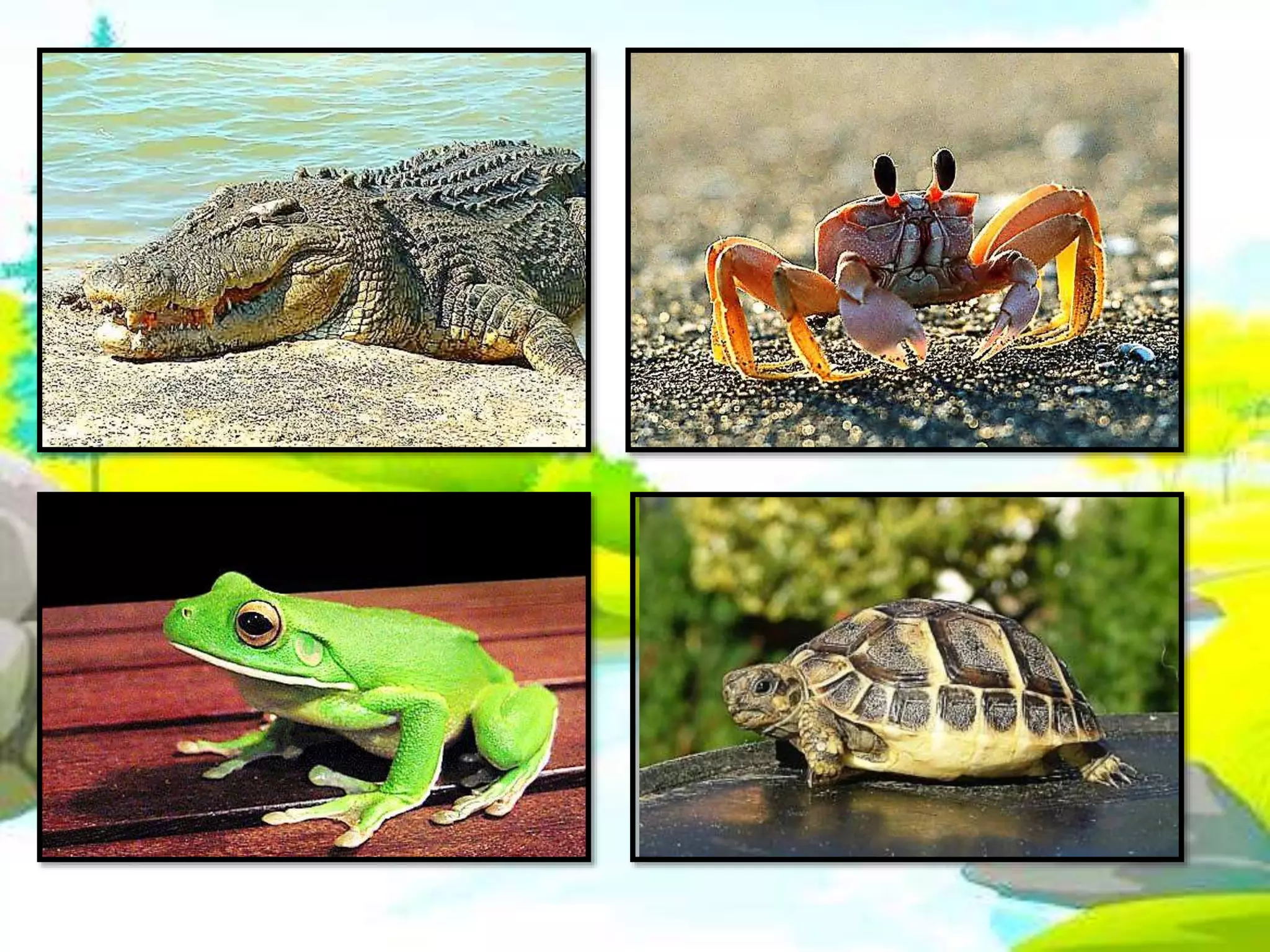 Animal Habitat - Land, Water, and Both Land and Water | PPTX