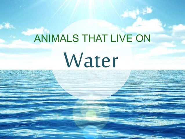 Animal Habitat - Land, Water, and Both Land and Water | PPTX