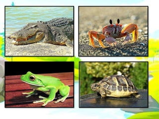 Animal Habitat - Land, Water, and Both Land and Water | PPTX