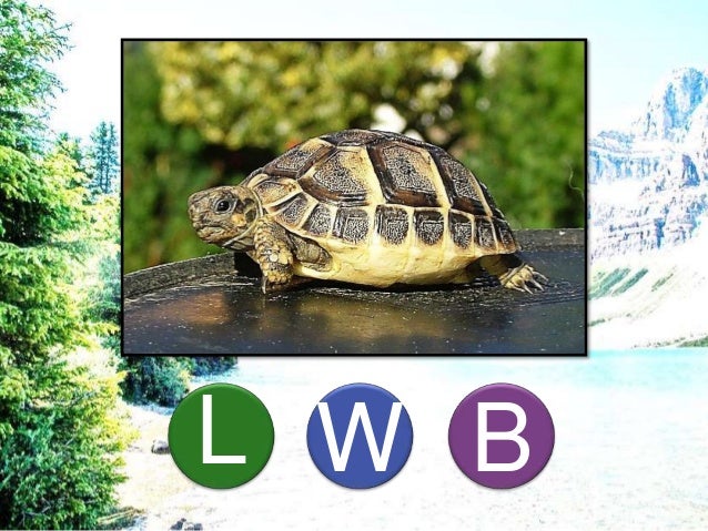 Animal Habitat - Land, Water, and Both Land and Water