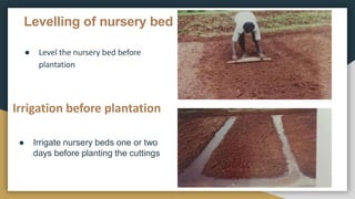 Brief presentation on Nursery bed preparation.pptx