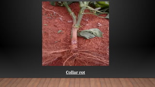 Common Nursery Diseases occurring in plants.pptx | Gardening | Home ...