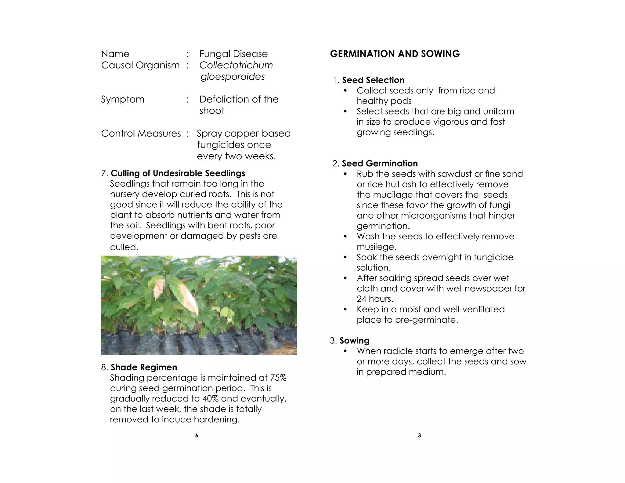 How To Establish and Manage CACAO Nursery | PDF