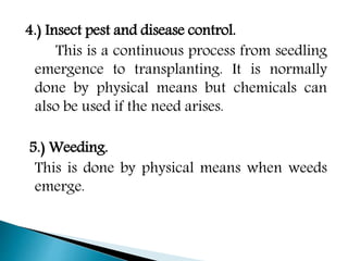 Nursery management and_seedling_production | PPTX
