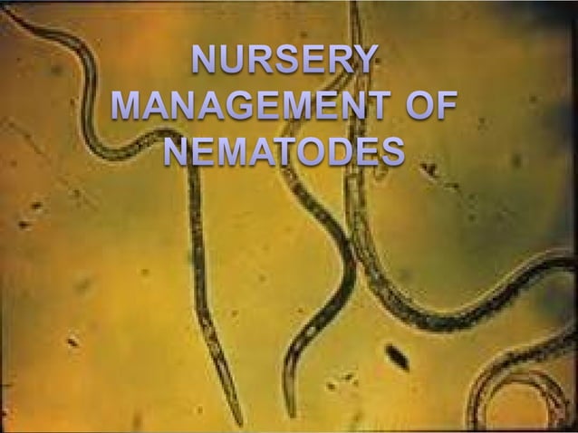 Nursery management of nematodes | PPT