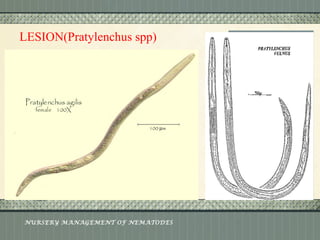 Nursery management of nematodes | PPT