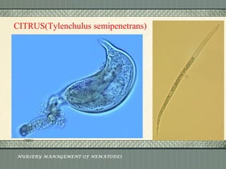 Nursery management of nematodes | PPT