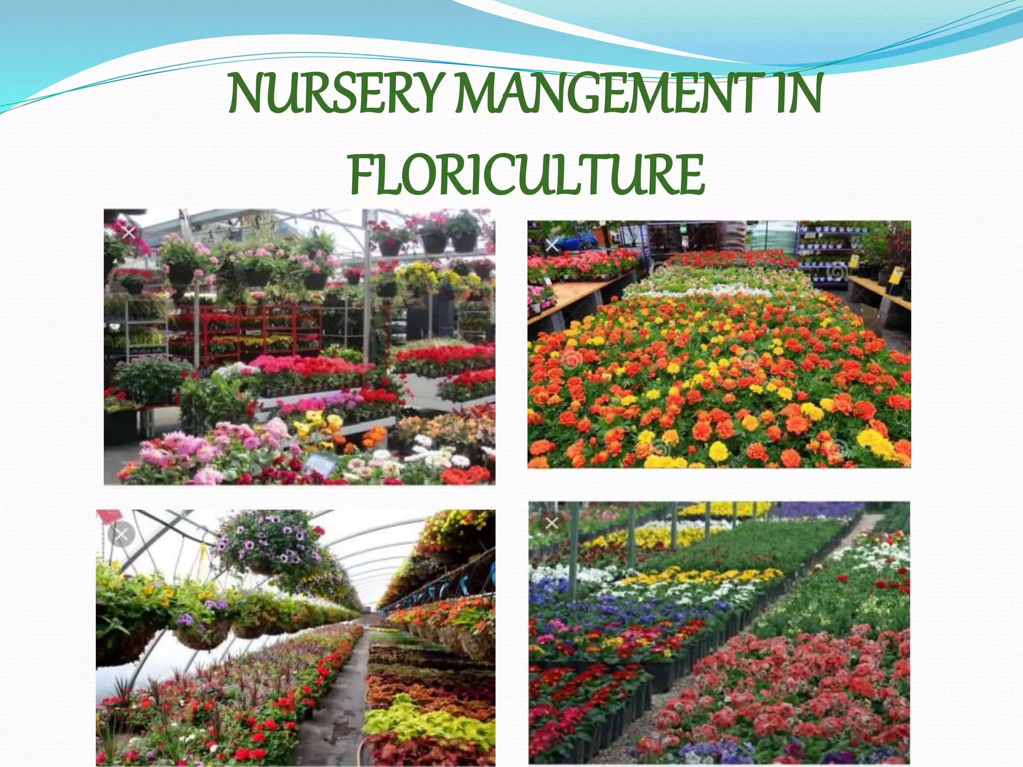 NURSERY MANGEMENT IN FLORICULTURE ppt.pptx