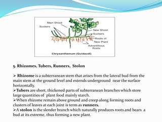 NURSERY MANGEMENT IN FLORICULTURE ppt.pptx