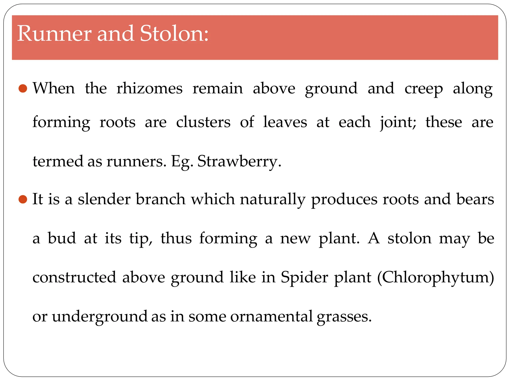 nursery presentation.pptx