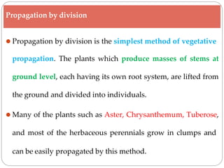 nursery presentation.pptx