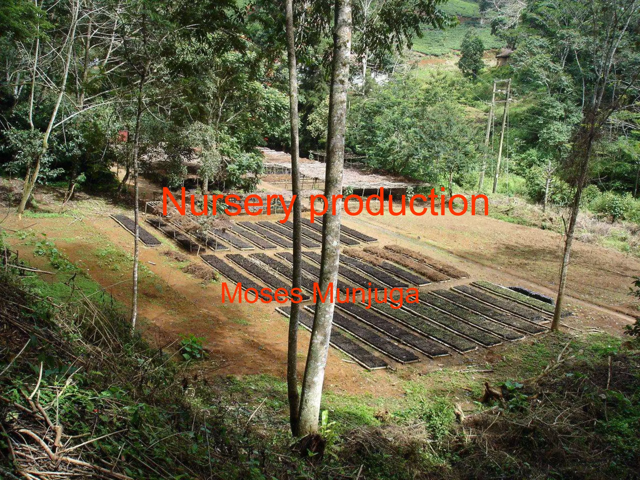 Nursery production-Seedling Handling | PPTX