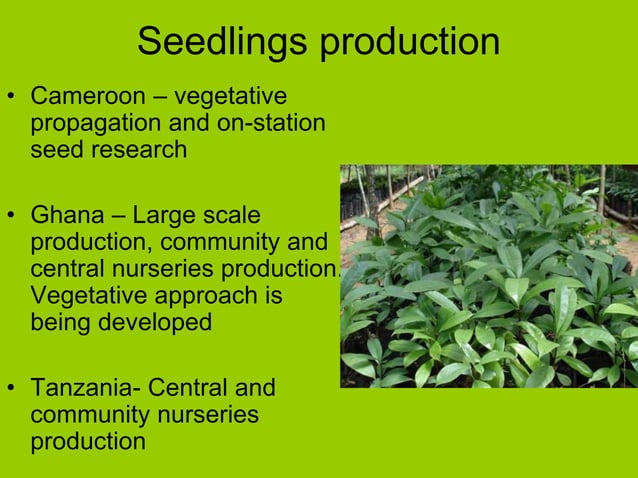 Nursery production-Seedling Handling | PPTX | Agriculture | Industries
