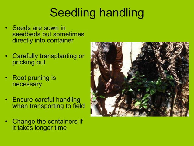 Nursery production-Seedling Handling | PPTX | Agriculture | Industries