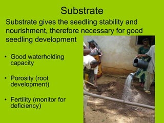 Nursery production-Seedling Handling | PPTX
