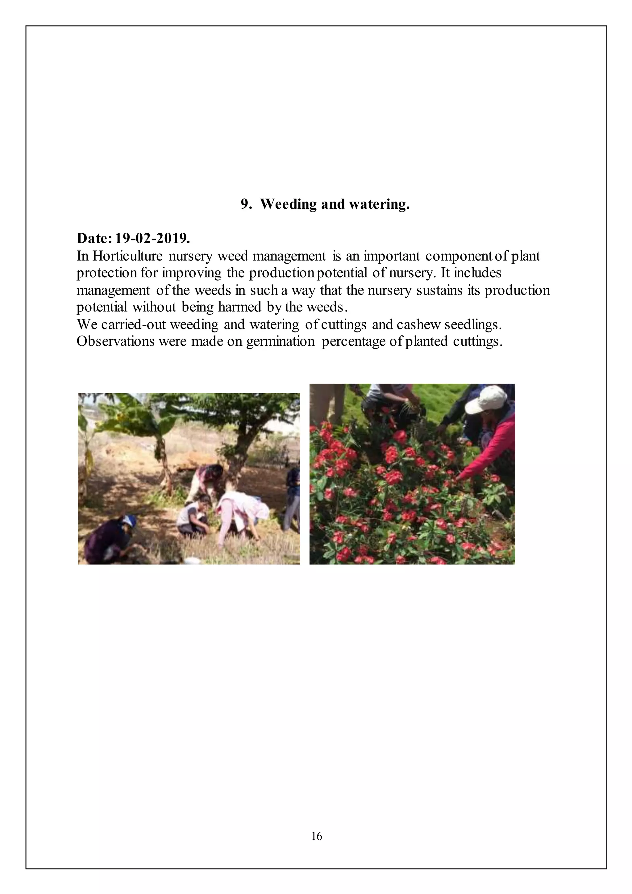 Nursery Management in horticulture crops | DOCX