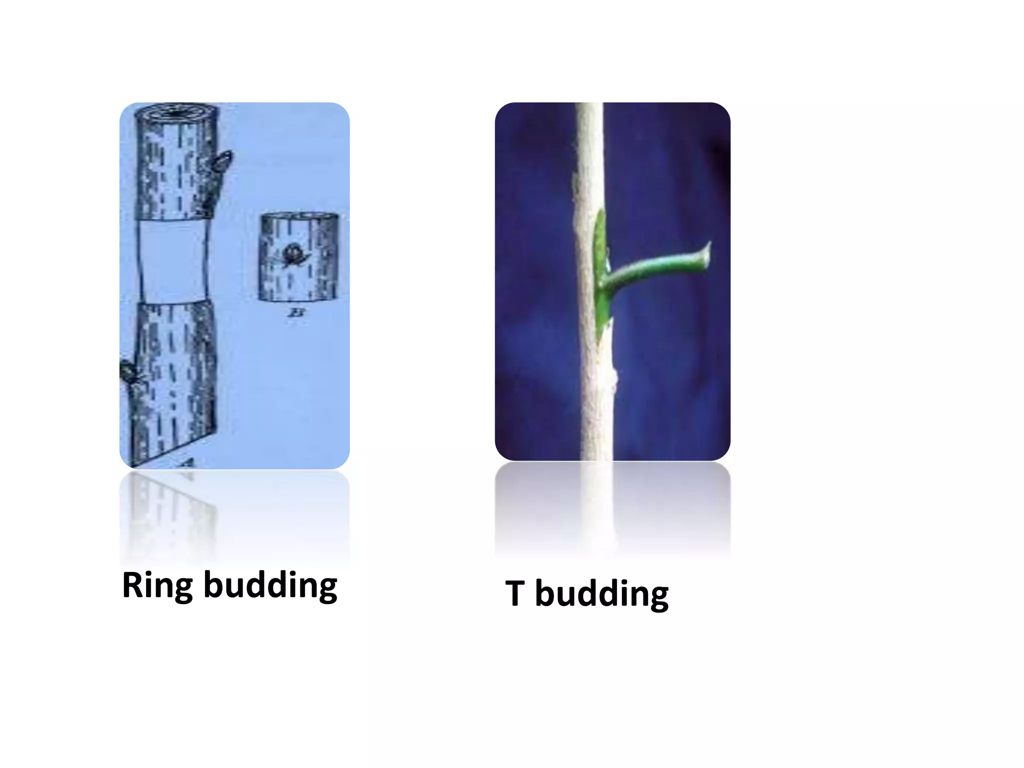 Nursery techniques and production of healthy plant materials. | PPTX
