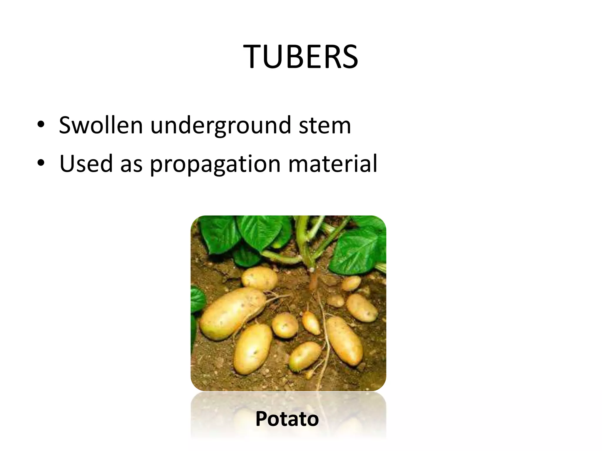 Nursery techniques and production of healthy plant materials. | PPTX