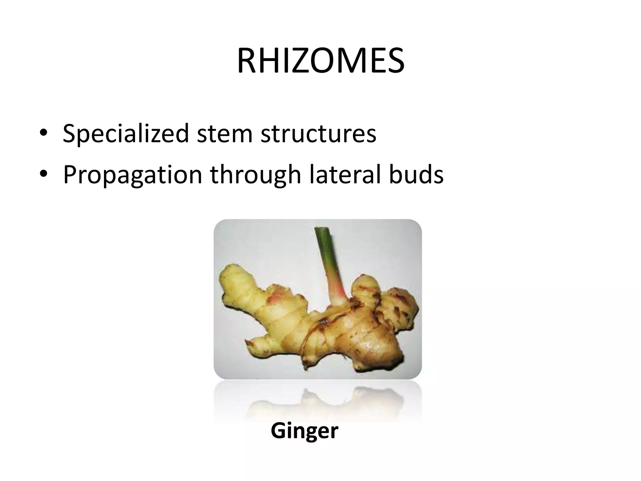 Nursery techniques and production of healthy plant materials. | PPTX