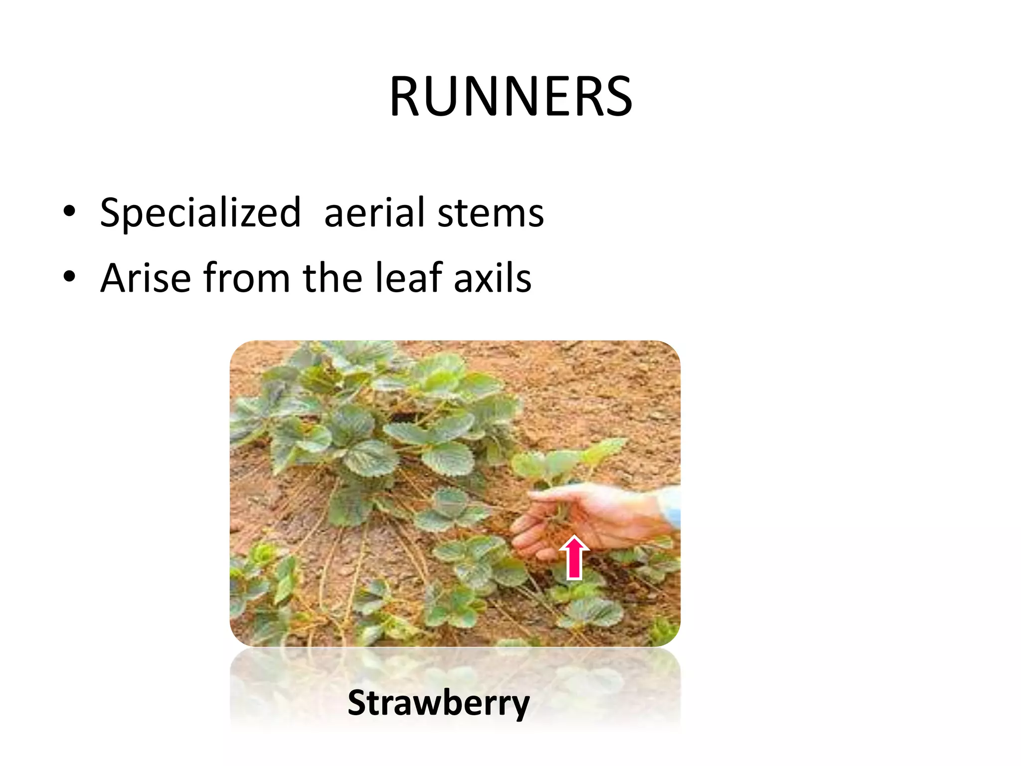 Nursery techniques and production of healthy plant materials. | PPTX