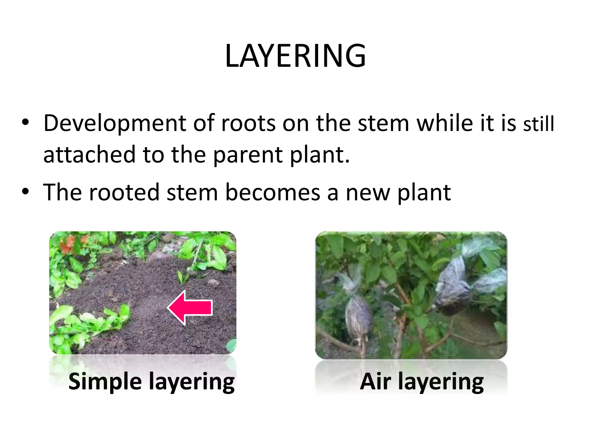 Nursery techniques and production of healthy plant materials. | PPTX