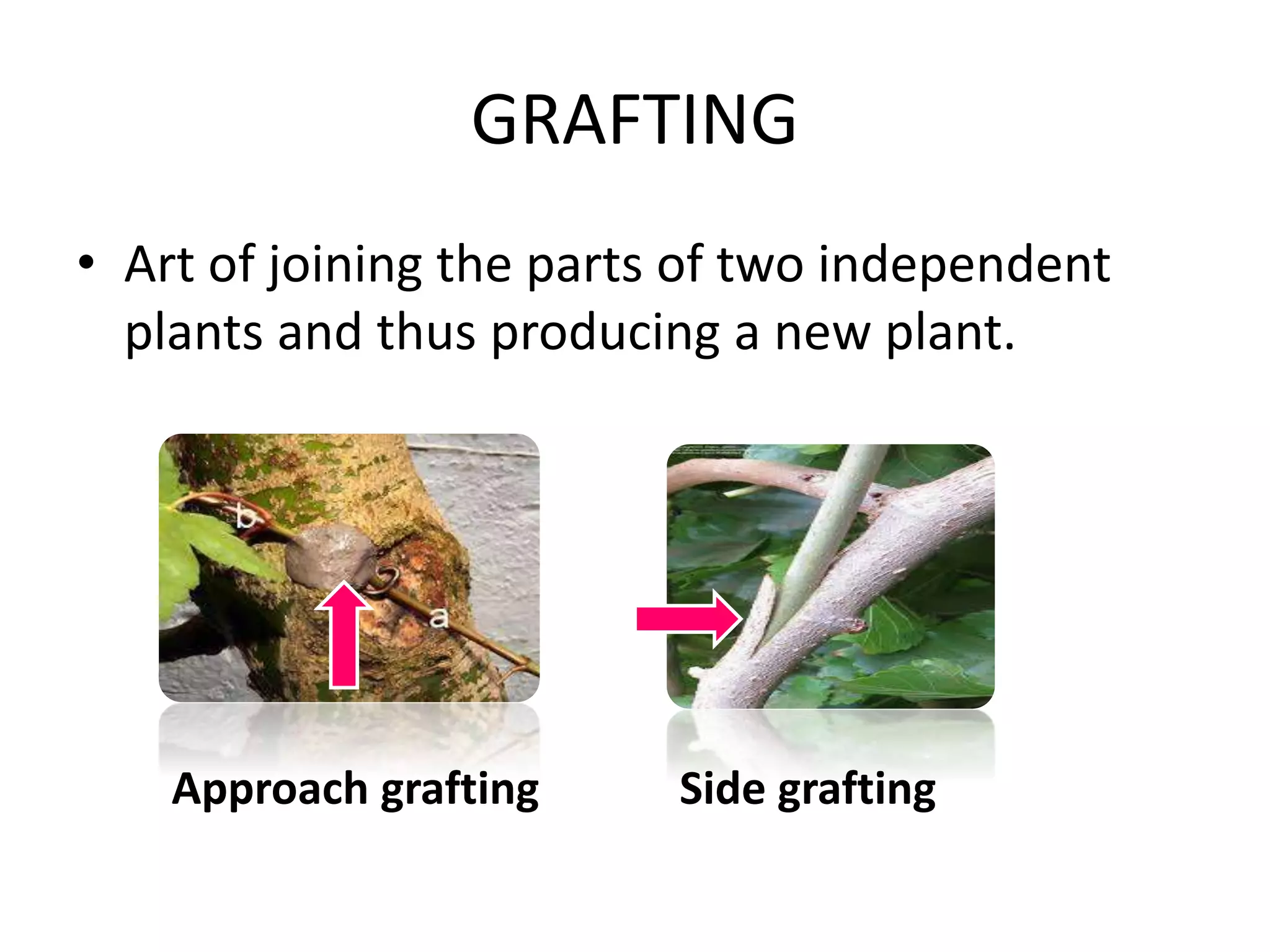 Nursery techniques and production of healthy plant materials. | PPTX
