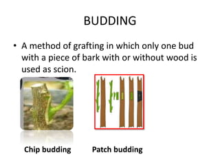 Nursery techniques and production of healthy plant materials. | PPTX