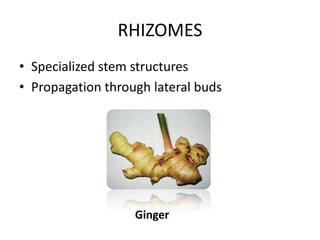 Nursery techniques and production of healthy plant materials. | PPTX